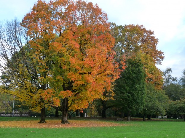 Fall Color in the Pacific Northwest – Donna Giguere Landscape Design